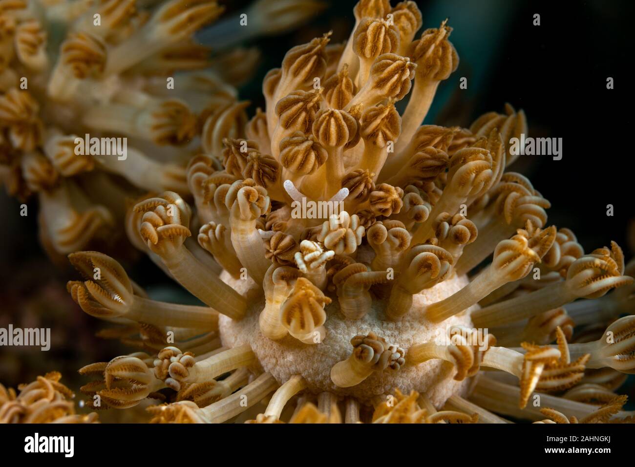 Rudman's Phyllodesmium, Phyllodesmium rudmani is a species of sea slug ...
