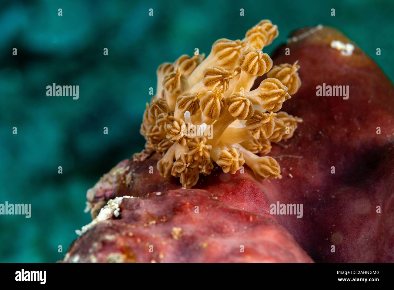 Rudman's Phyllodesmium, Phyllodesmium rudmani is a species of sea slug ...