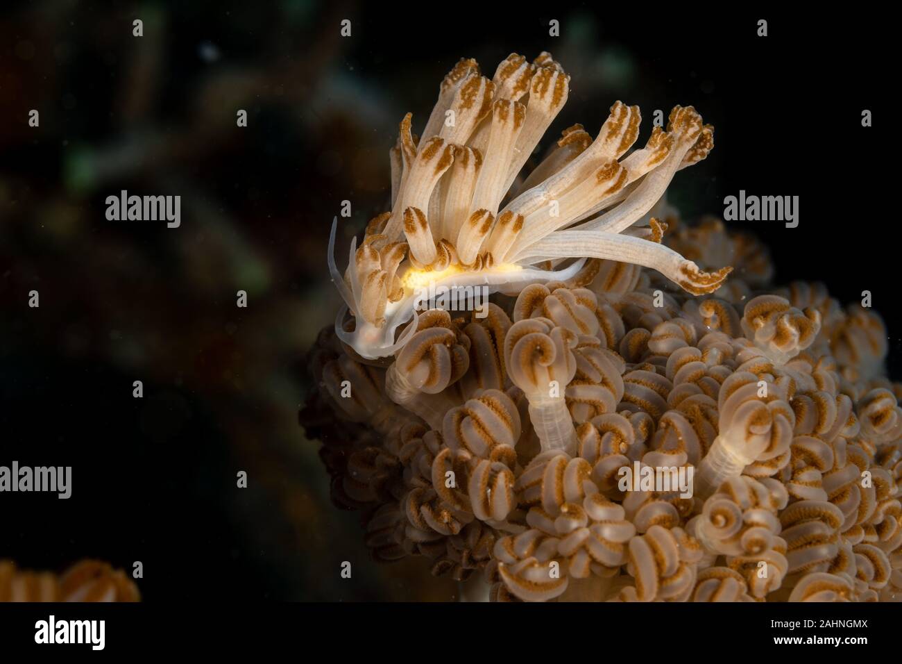 Jakobsen's Phyllodesmium, Phyllodesmium jakobsenae is a species of sea ...
