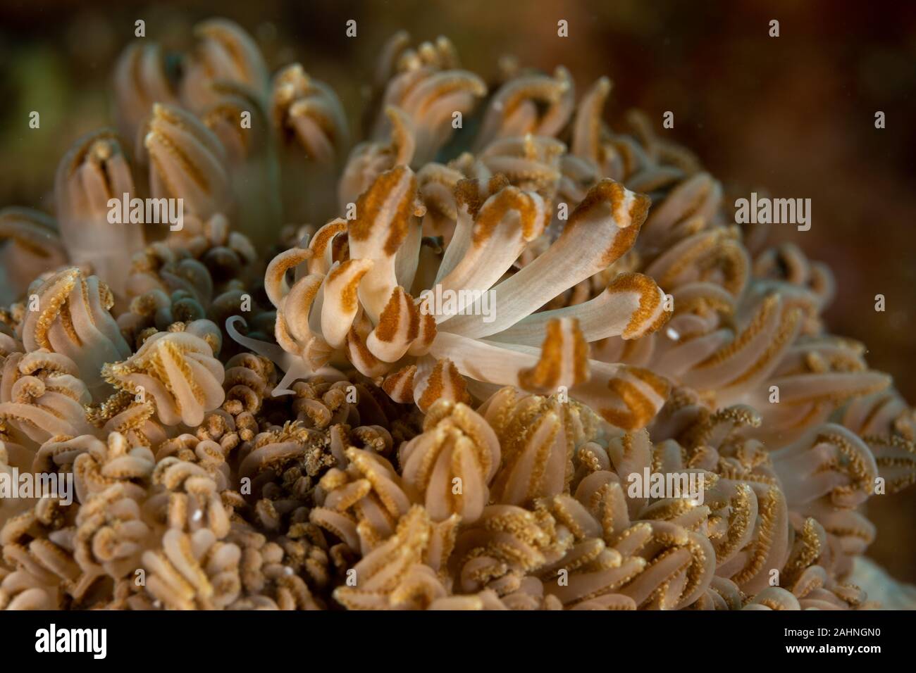 Jakobsen's Phyllodesmium, Phyllodesmium jakobsenae is a species of sea ...