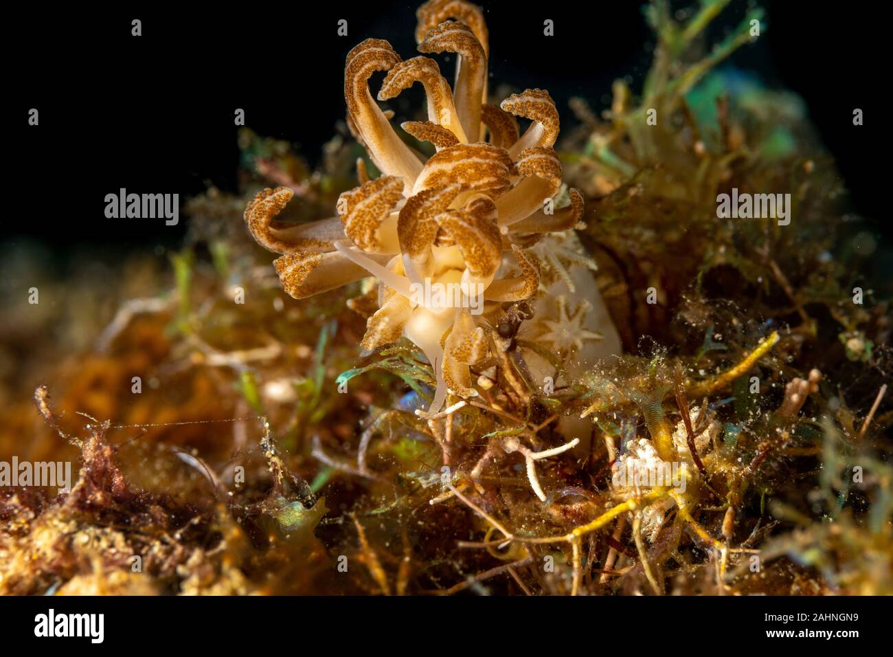 Jakobsen's Phyllodesmium, Phyllodesmium jakobsenae is a species of sea ...