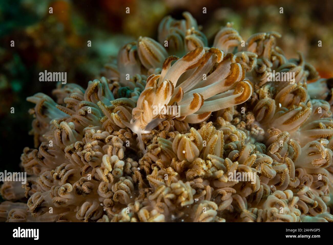 Jakobsen's Phyllodesmium, Phyllodesmium jakobsenae is a species of sea ...
