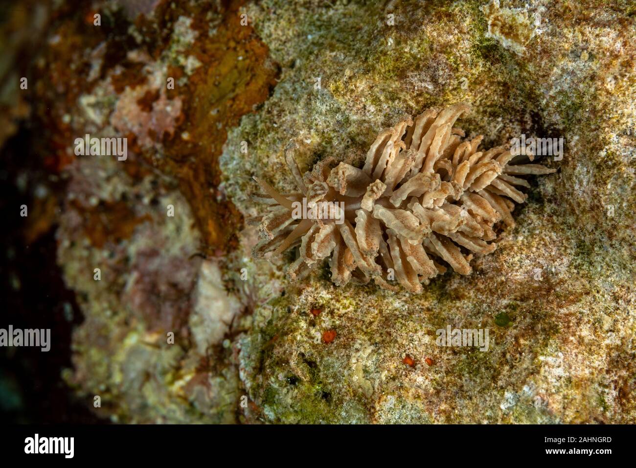 Jakobsen's Phyllodesmium, Phyllodesmium jakobsenae is a species of sea ...