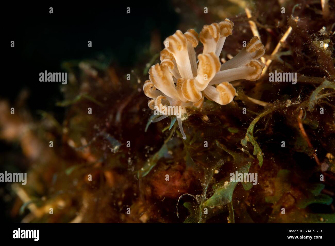 Jakobsen's Phyllodesmium, Phyllodesmium jakobsenae is a species of sea ...