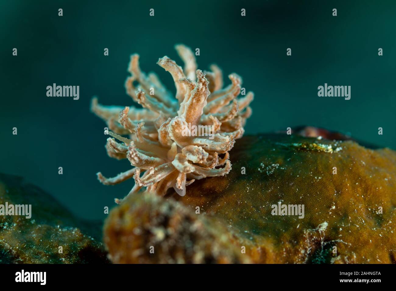 Jakobsen's Phyllodesmium, Phyllodesmium jakobsenae is a species of sea ...