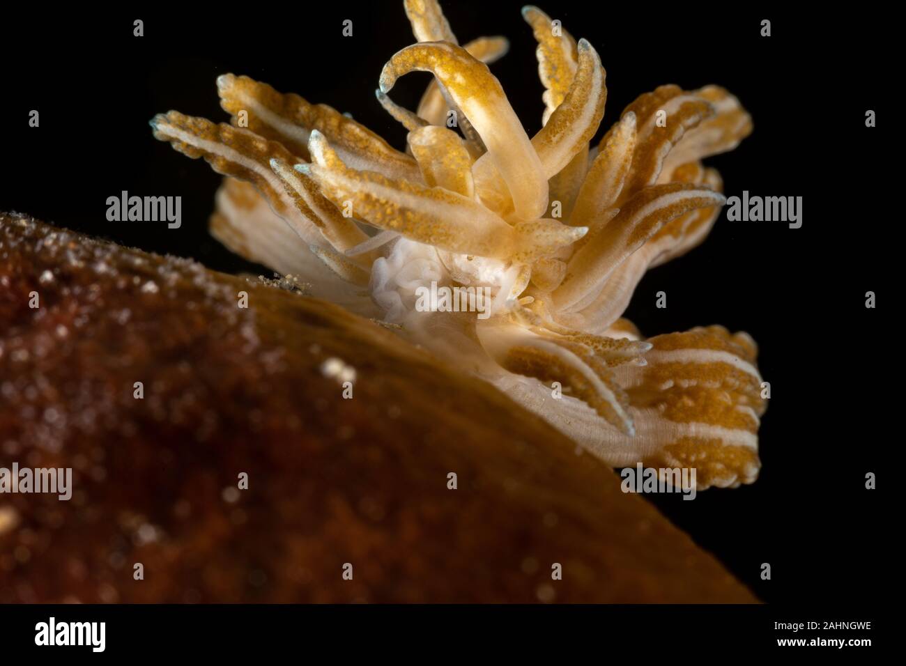 Jakobsen's Phyllodesmium, Phyllodesmium jakobsenae is a species of sea ...