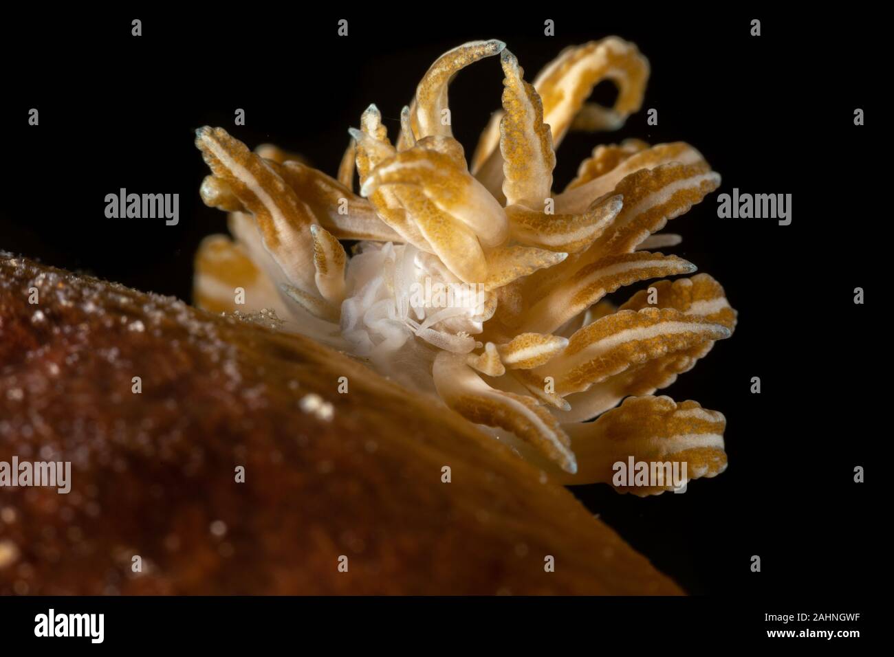 Jakobsen's Phyllodesmium, Phyllodesmium jakobsenae is a species of sea ...