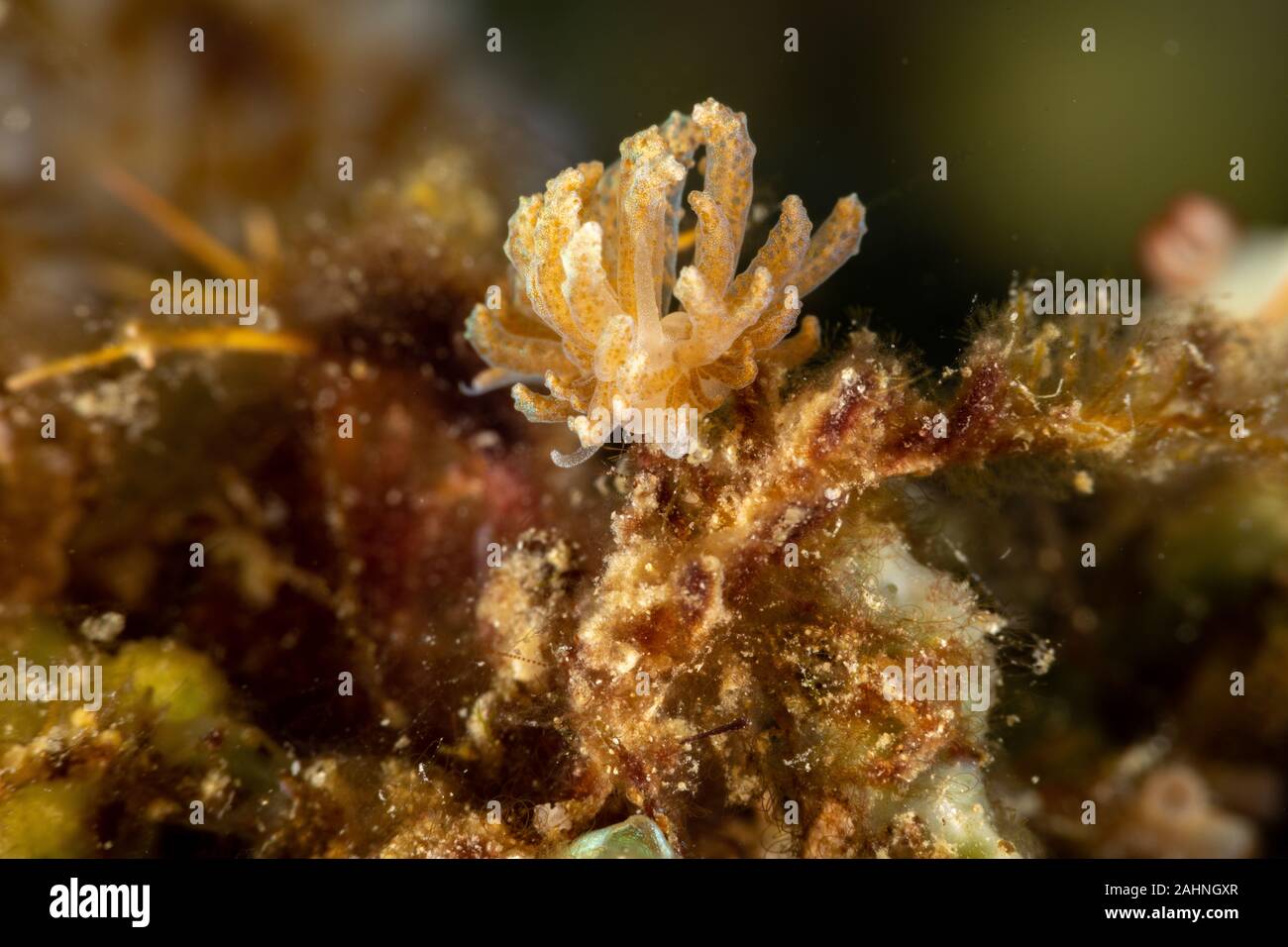 Jakobsen's Phyllodesmium, Phyllodesmium jakobsenae is a species of sea ...