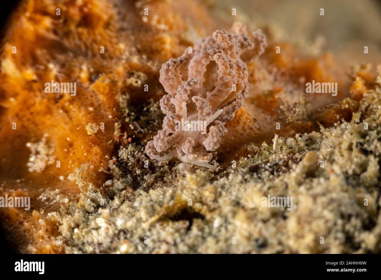 Jakobsen's Phyllodesmium, Phyllodesmium jakobsenae is a species of sea ...