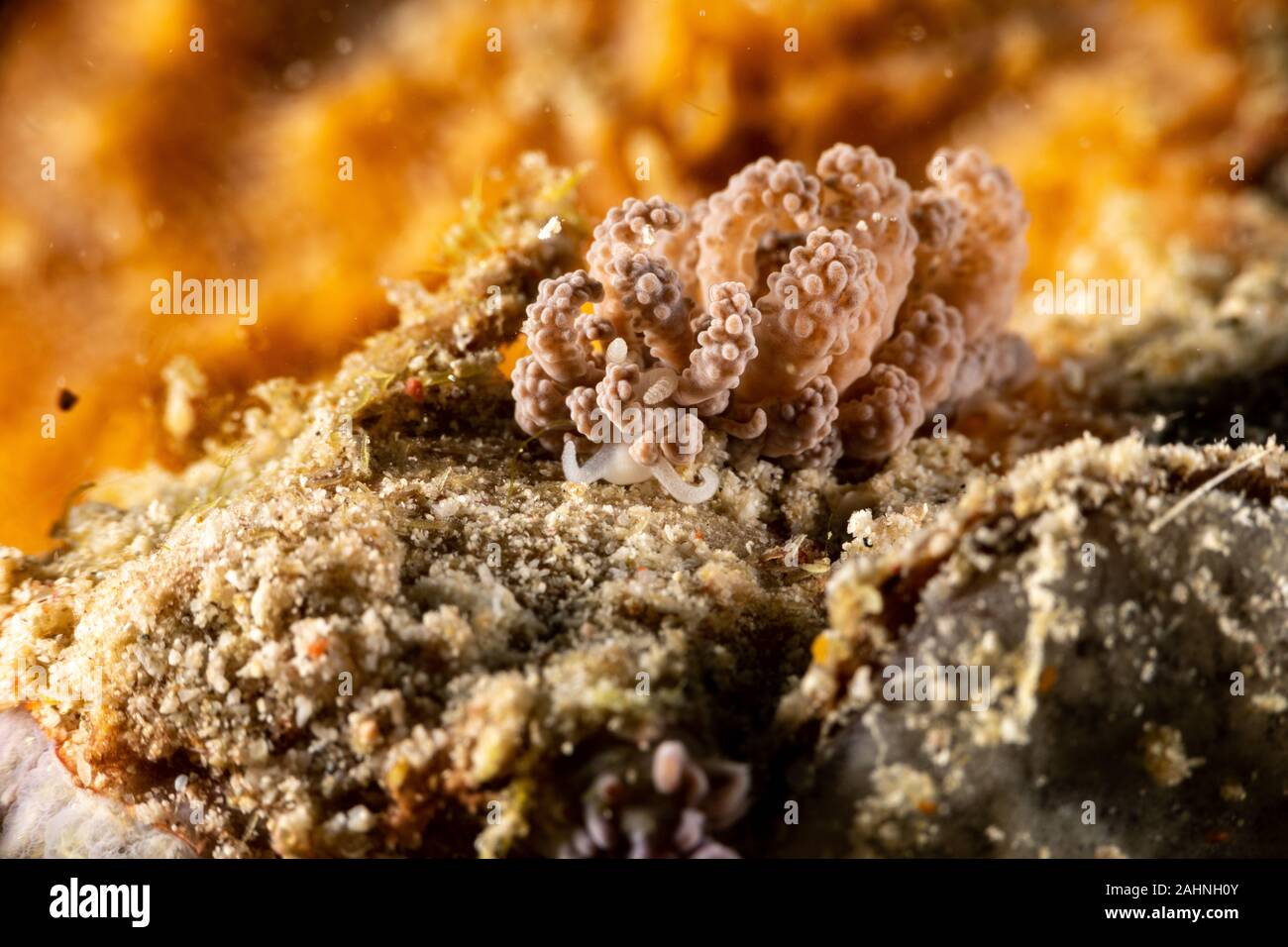Jakobsen's Phyllodesmium, Phyllodesmium jakobsenae is a species of sea ...