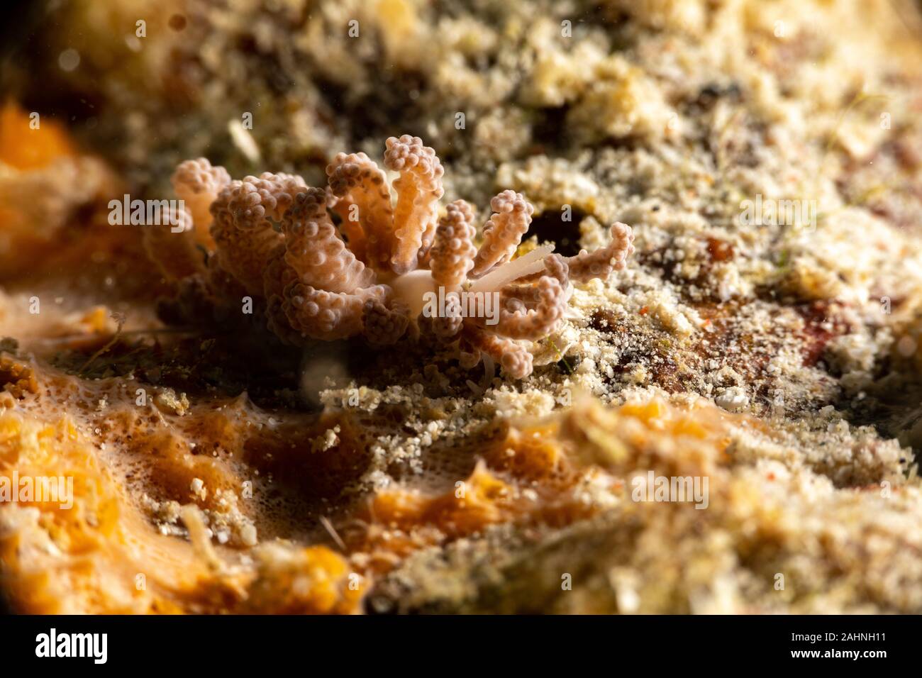 Jakobsen's Phyllodesmium, Phyllodesmium jakobsenae is a species of sea ...