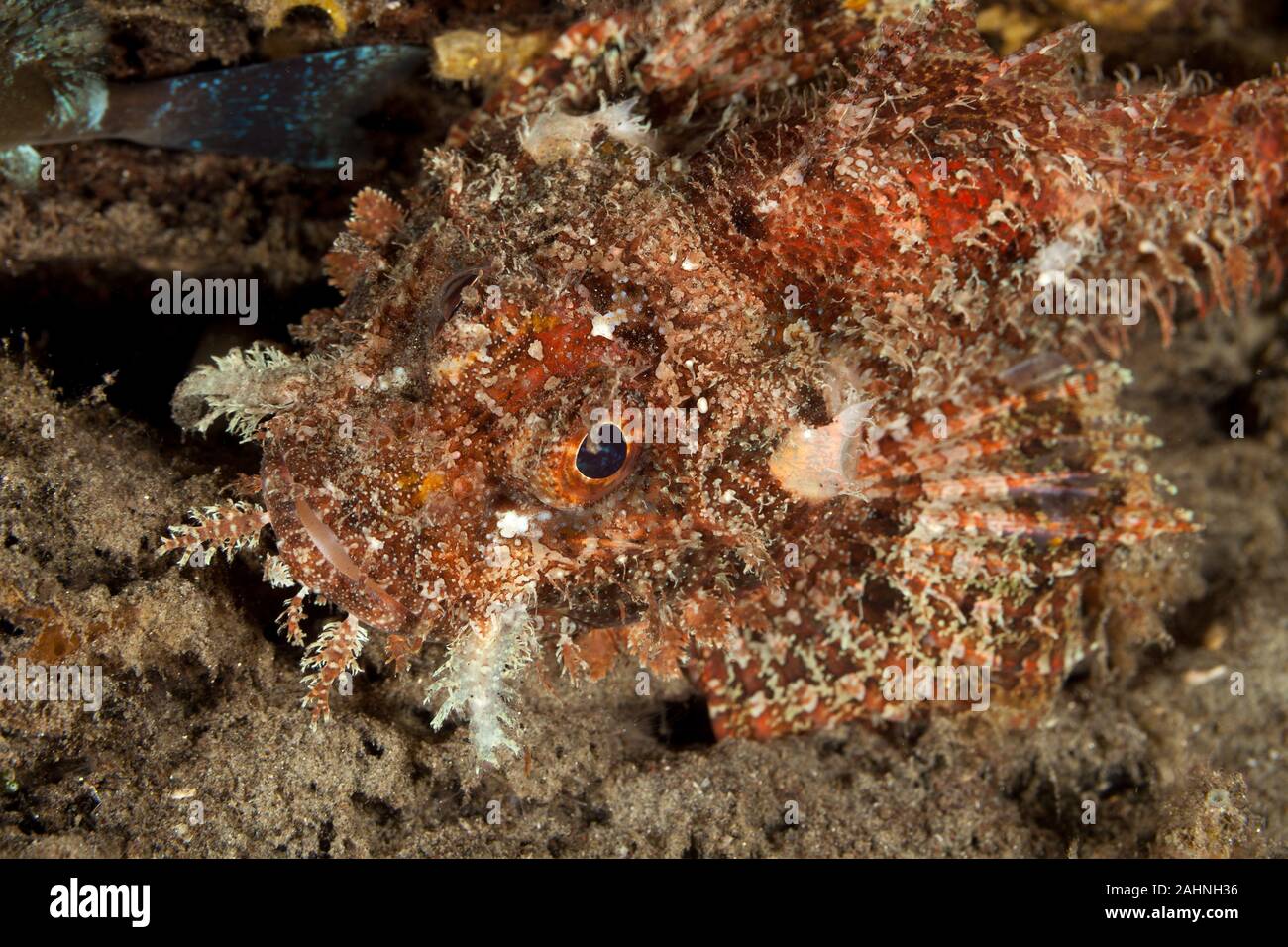 Scorpionfish, Scorpaenidae are a family of mostly marine fish that ...