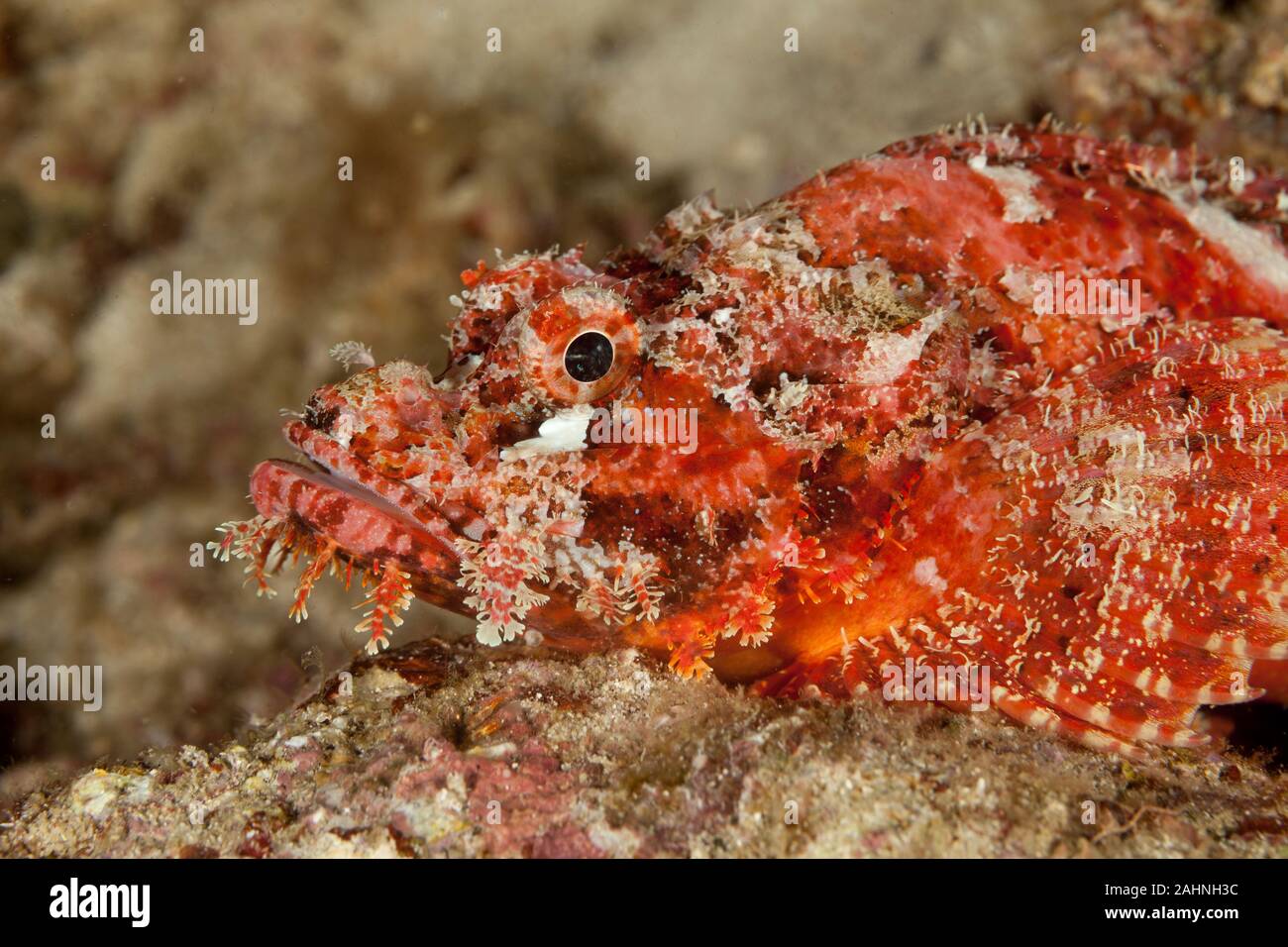 Scorpionfish, Scorpaenidae are a family of mostly marine fish that ...