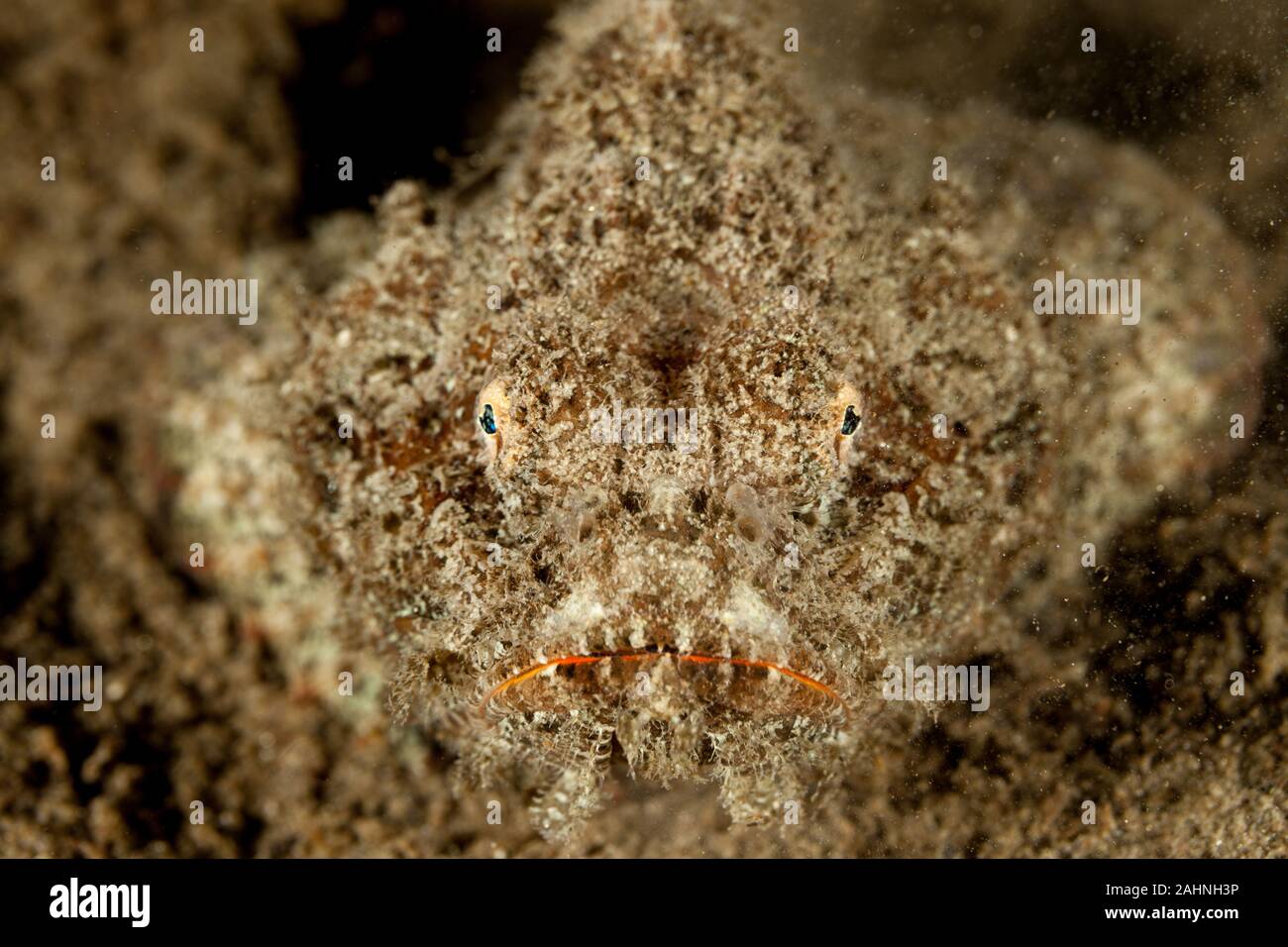 Scorpionfish, Scorpaenidae are a family of mostly marine fish that ...