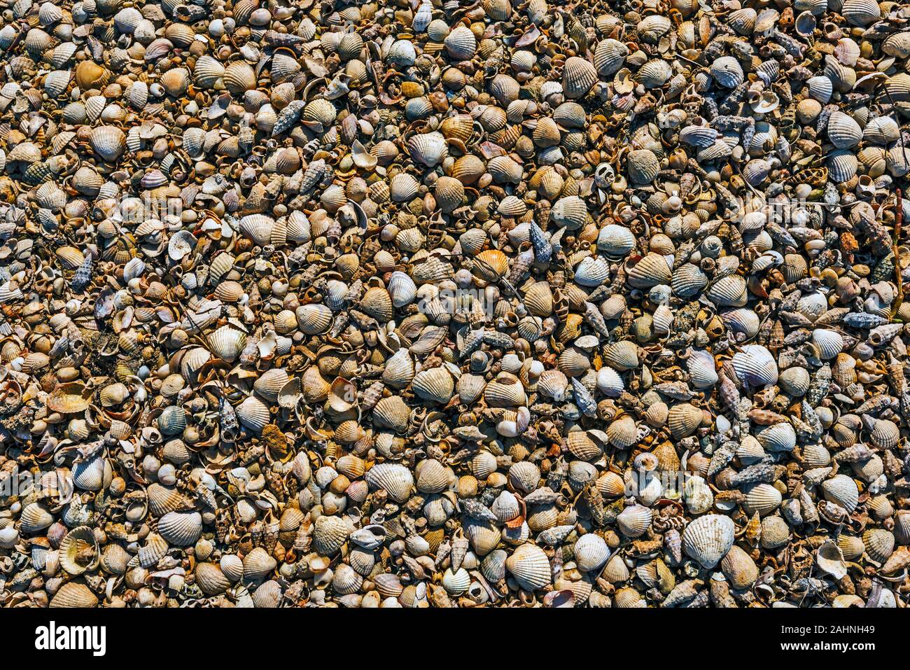 Ground surface covered with sea shells Stock Photo - Alamy