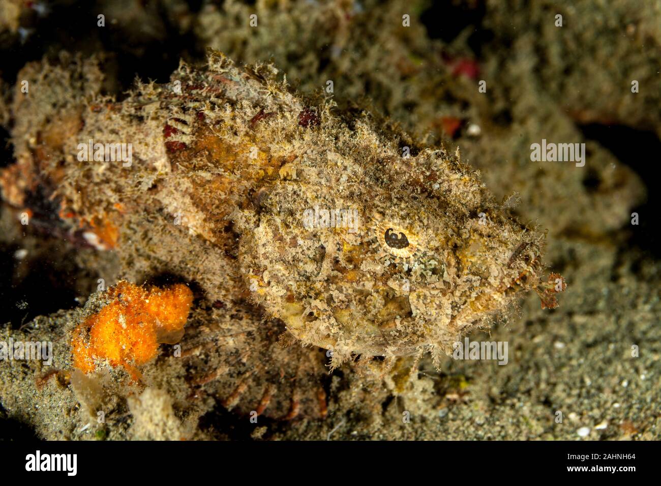 Scorpionfish, Scorpaenidae are a family of mostly marine fish that ...