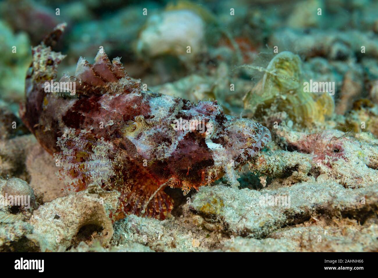 Scorpionfish, Scorpaenidae are a family of mostly marine fish that ...