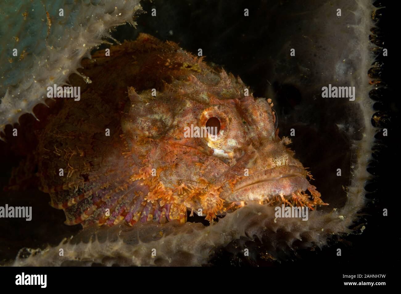 Scorpionfish, Scorpaenidae are a family of mostly marine fish that ...