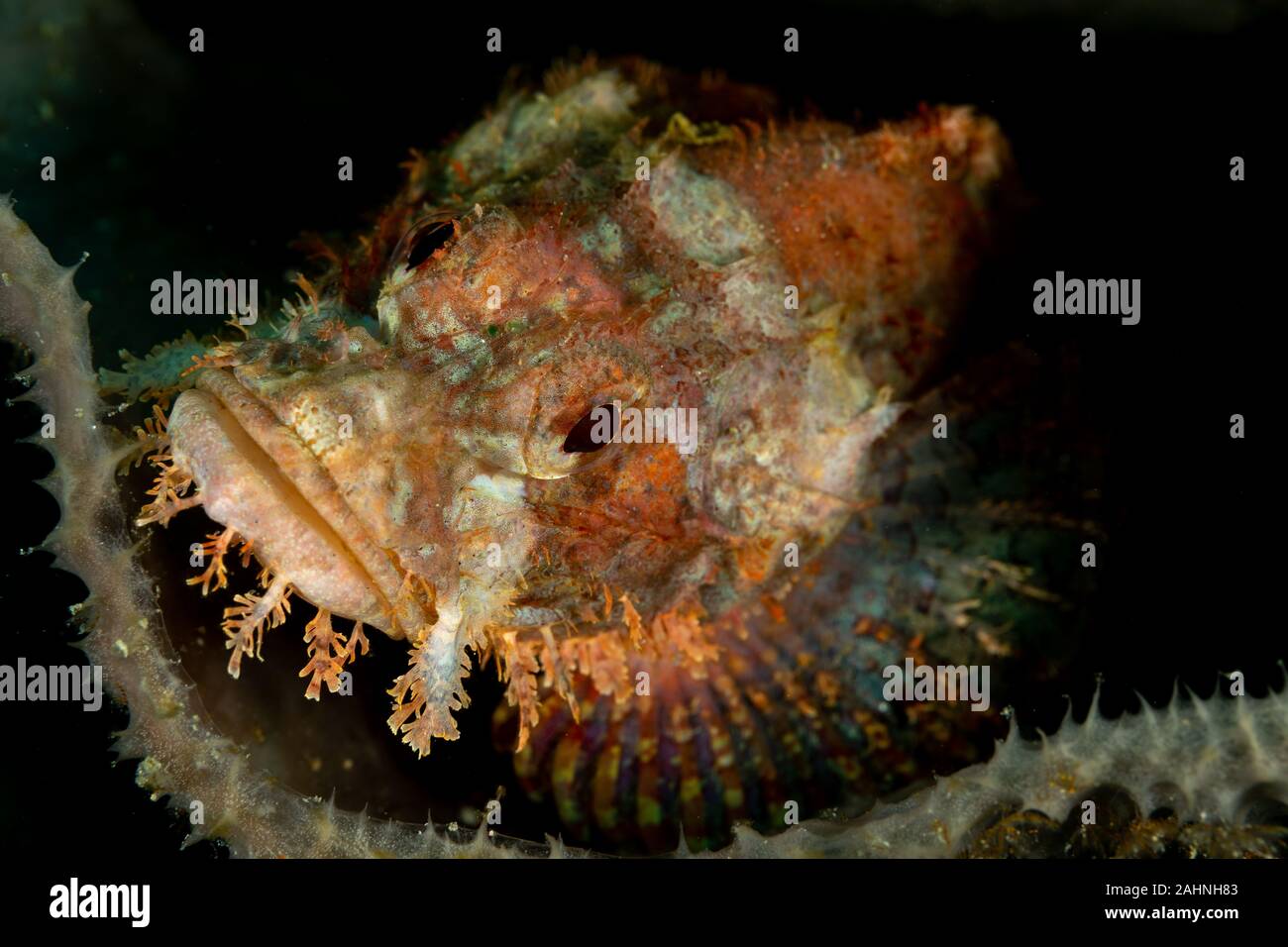 Scorpionfish family hi-res stock photography and images - Alamy