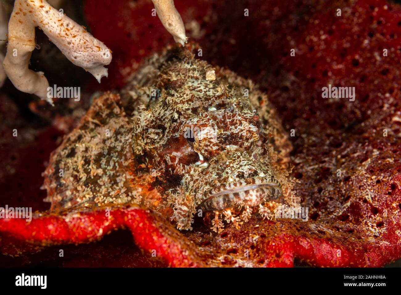 Scorpionfish family hi-res stock photography and images - Alamy