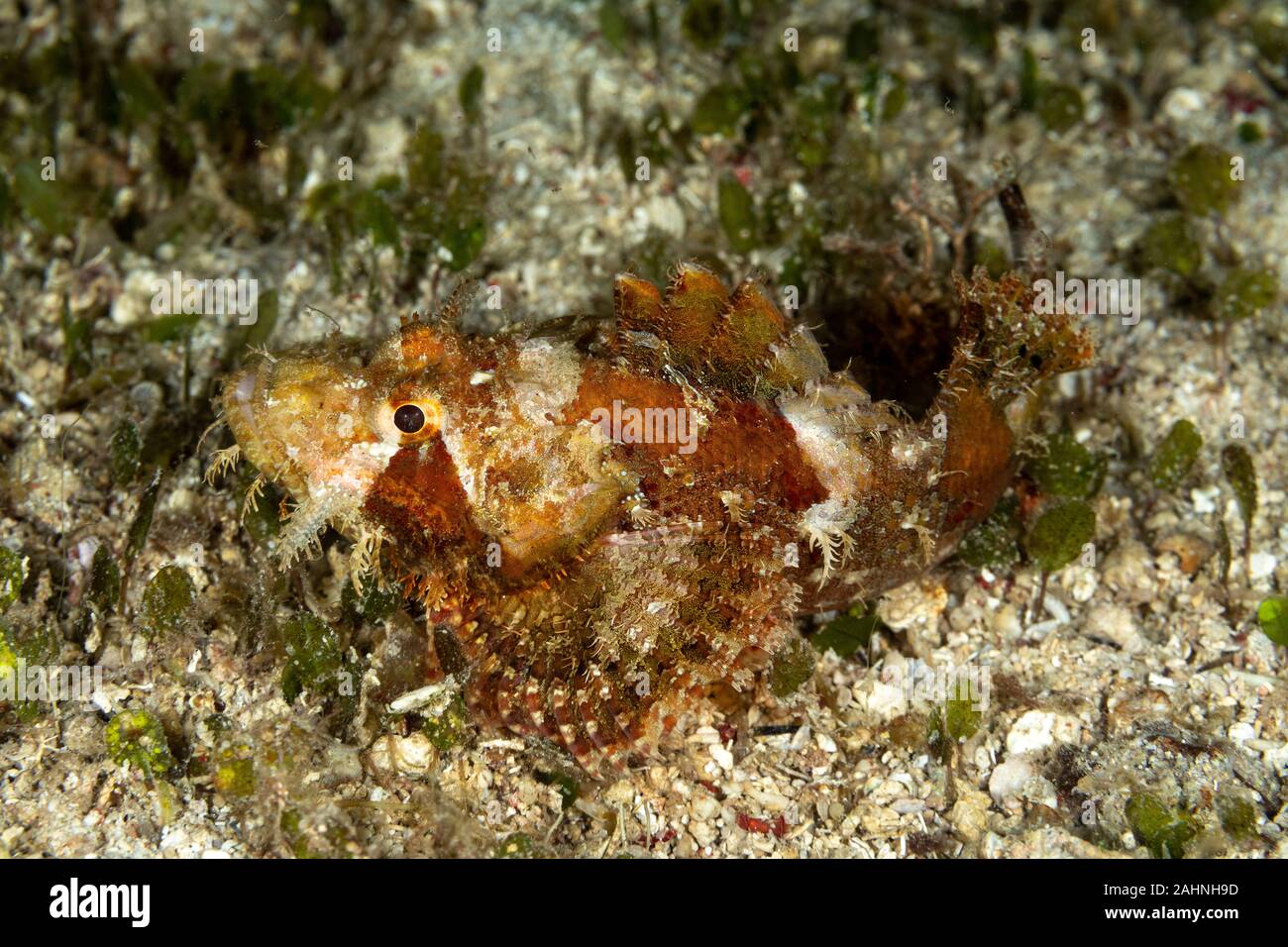 Scorpionfish, Scorpaenidae are a family of mostly marine fish that ...