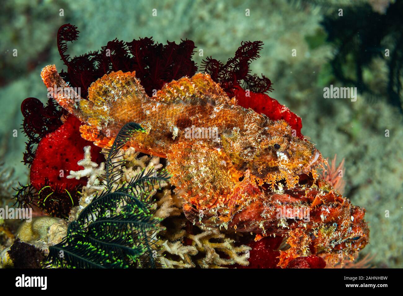 Scorpionfish, Scorpaenidae are a family of mostly marine fish that ...