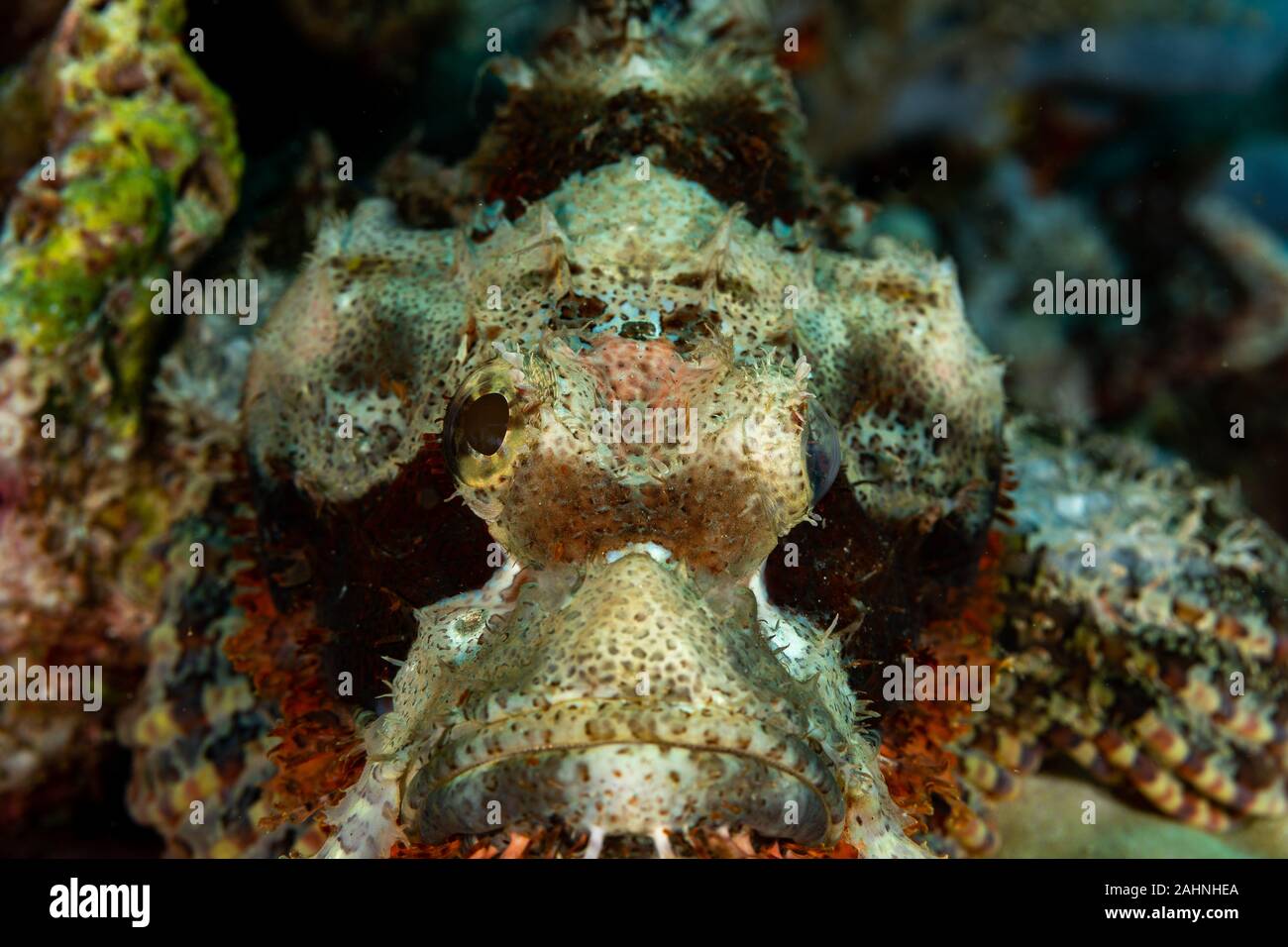 Scorpionfish, Scorpaenidae are a family of mostly marine fish that ...