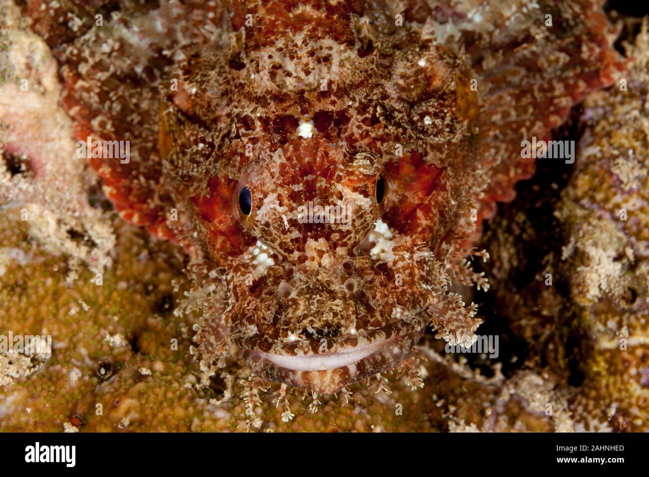 Scorpionfish, Scorpaenidae are a family of mostly marine fish that ...