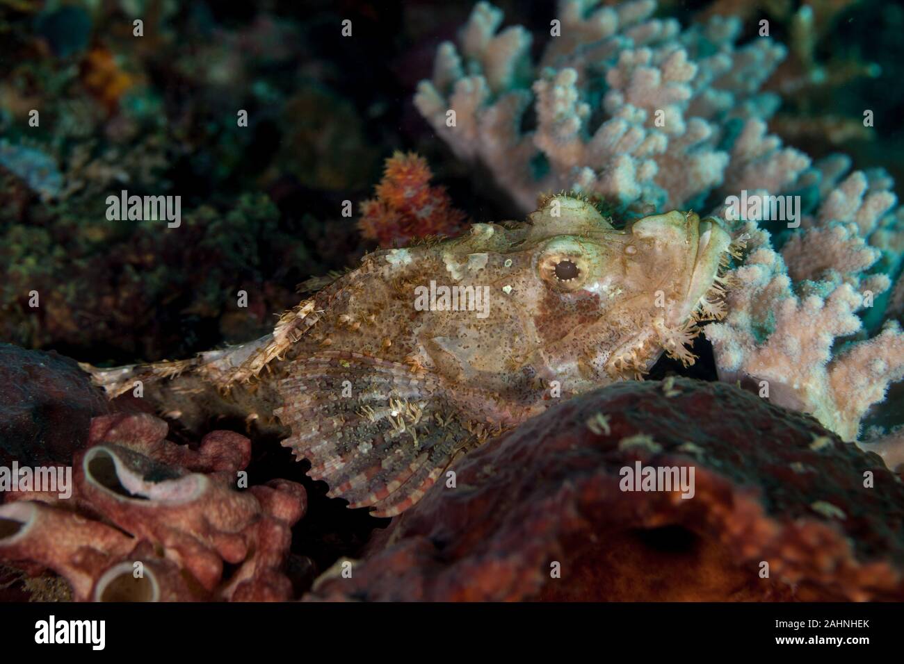 Scorpionfish, Scorpaenidae are a family of mostly marine fish that ...