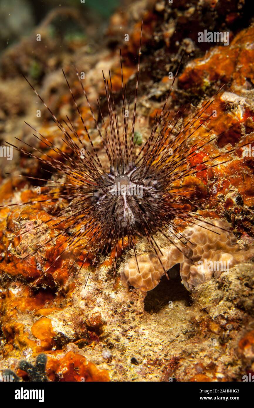 Class Echinoidea High Resolution Stock Photography and Images - Alamy