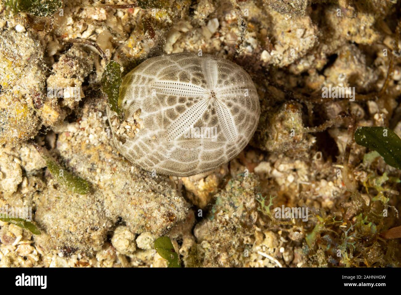 Class echinoidea hi-res stock photography and images - Alamy