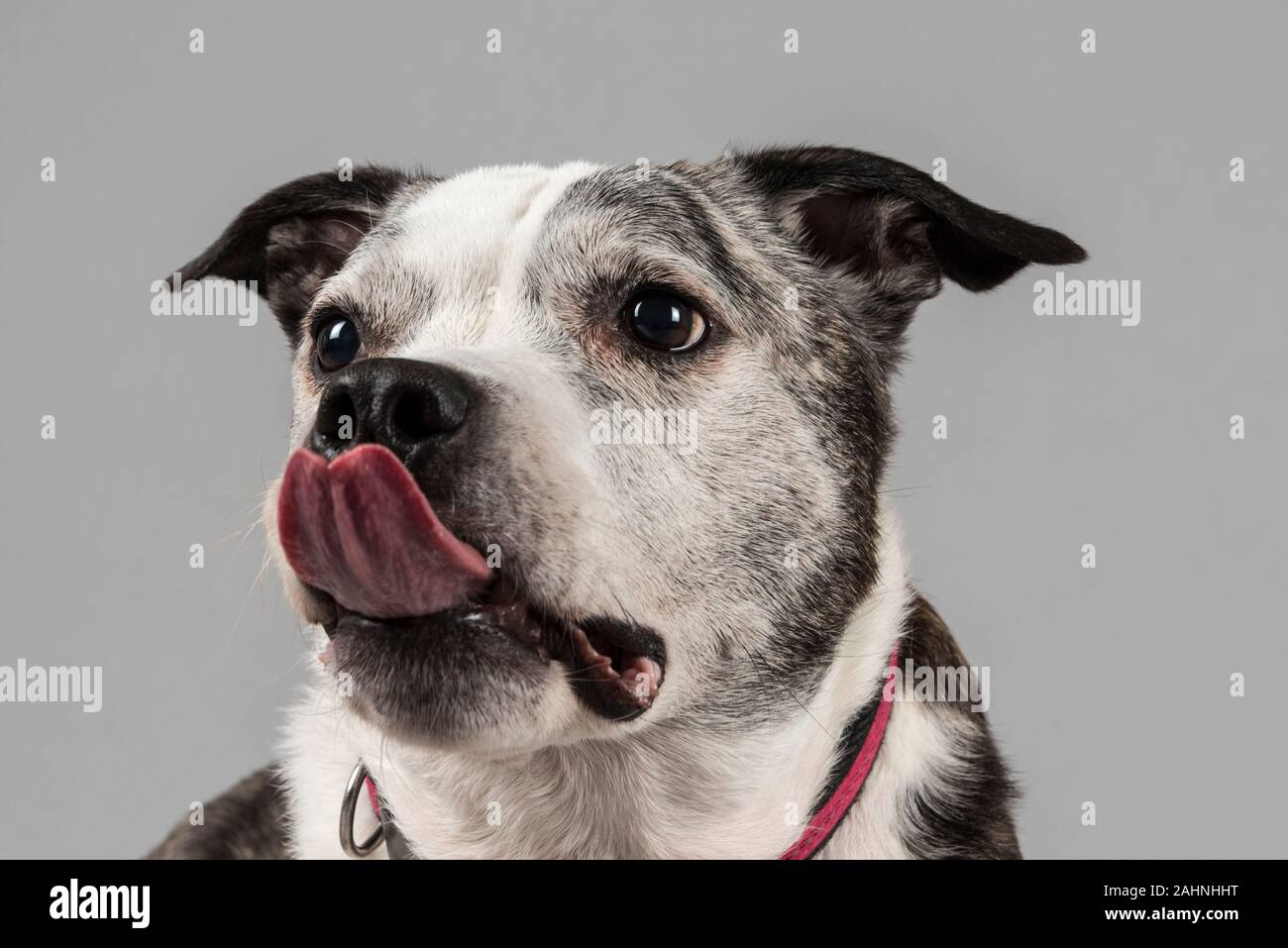 Funny bull character watching hi-res stock photography and images - Alamy