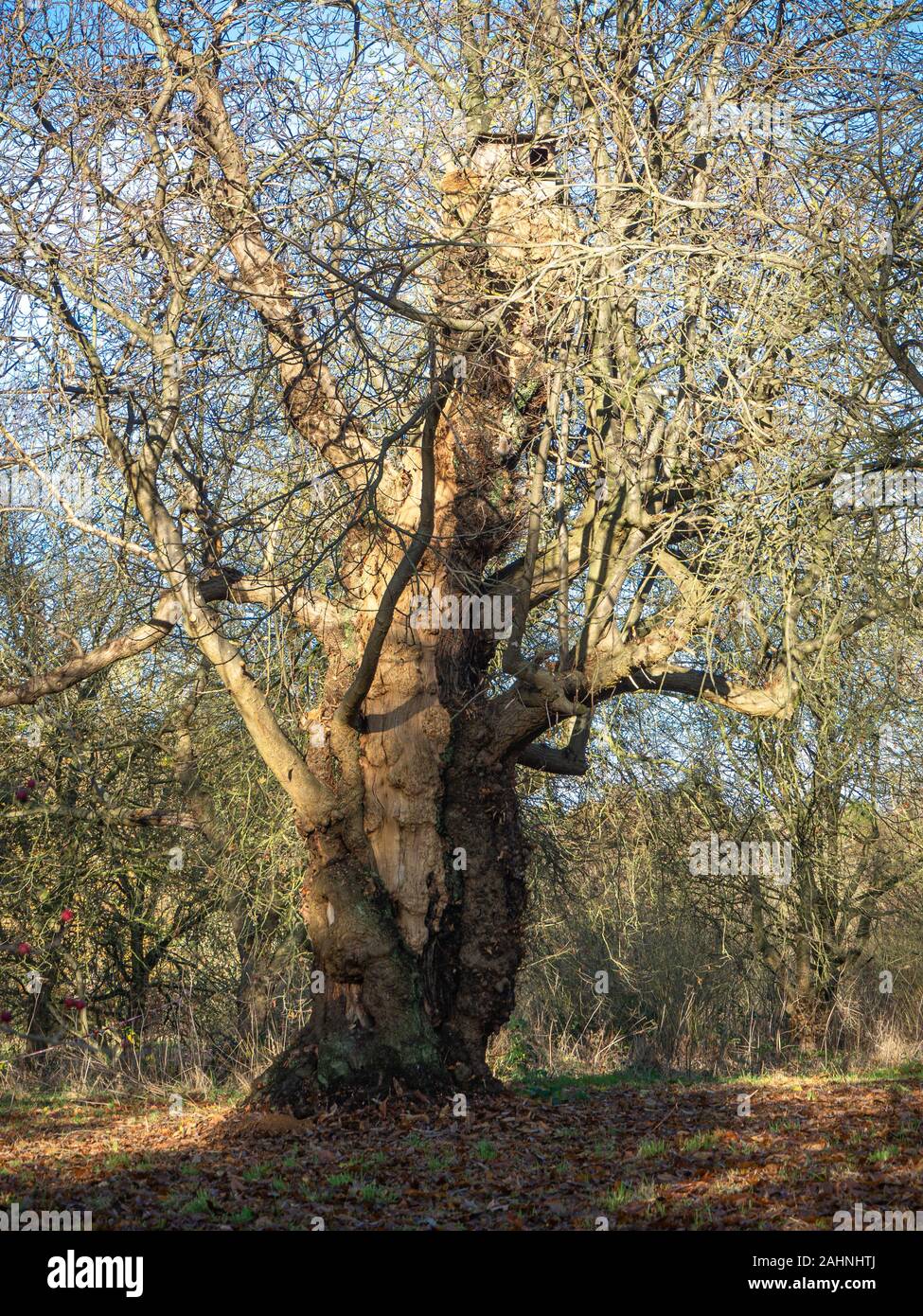 Ancient sweet chestnut tree, Castanea sativa, with bare winter branches ...