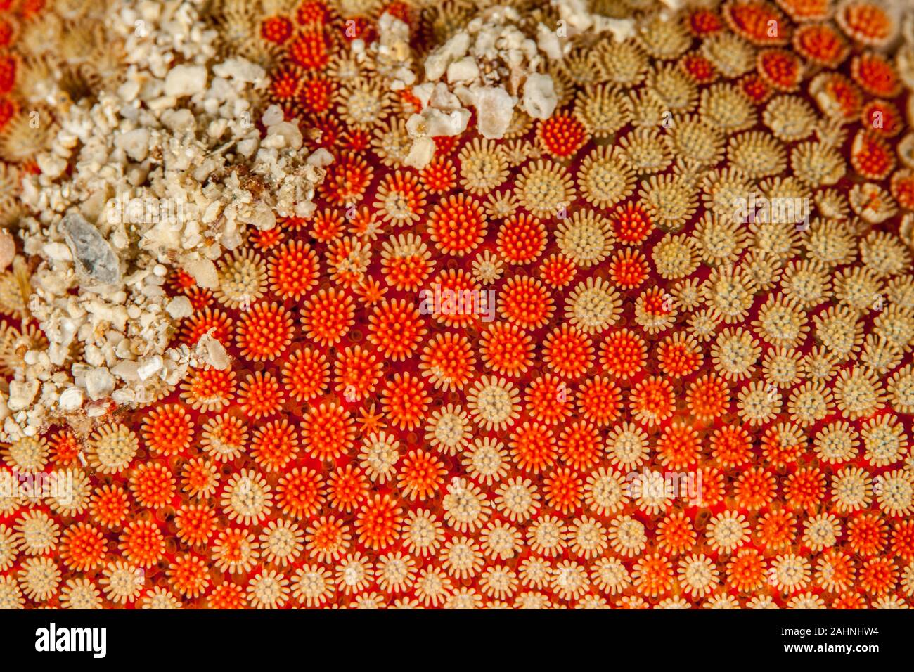 Textures of the underwater world Stock Photo - Alamy