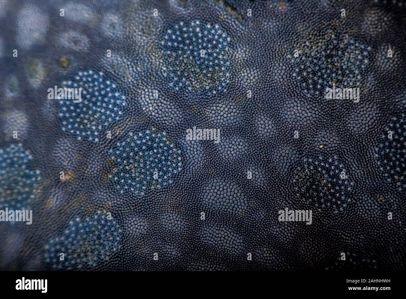 Textures of the underwater world Stock Photo - Alamy
