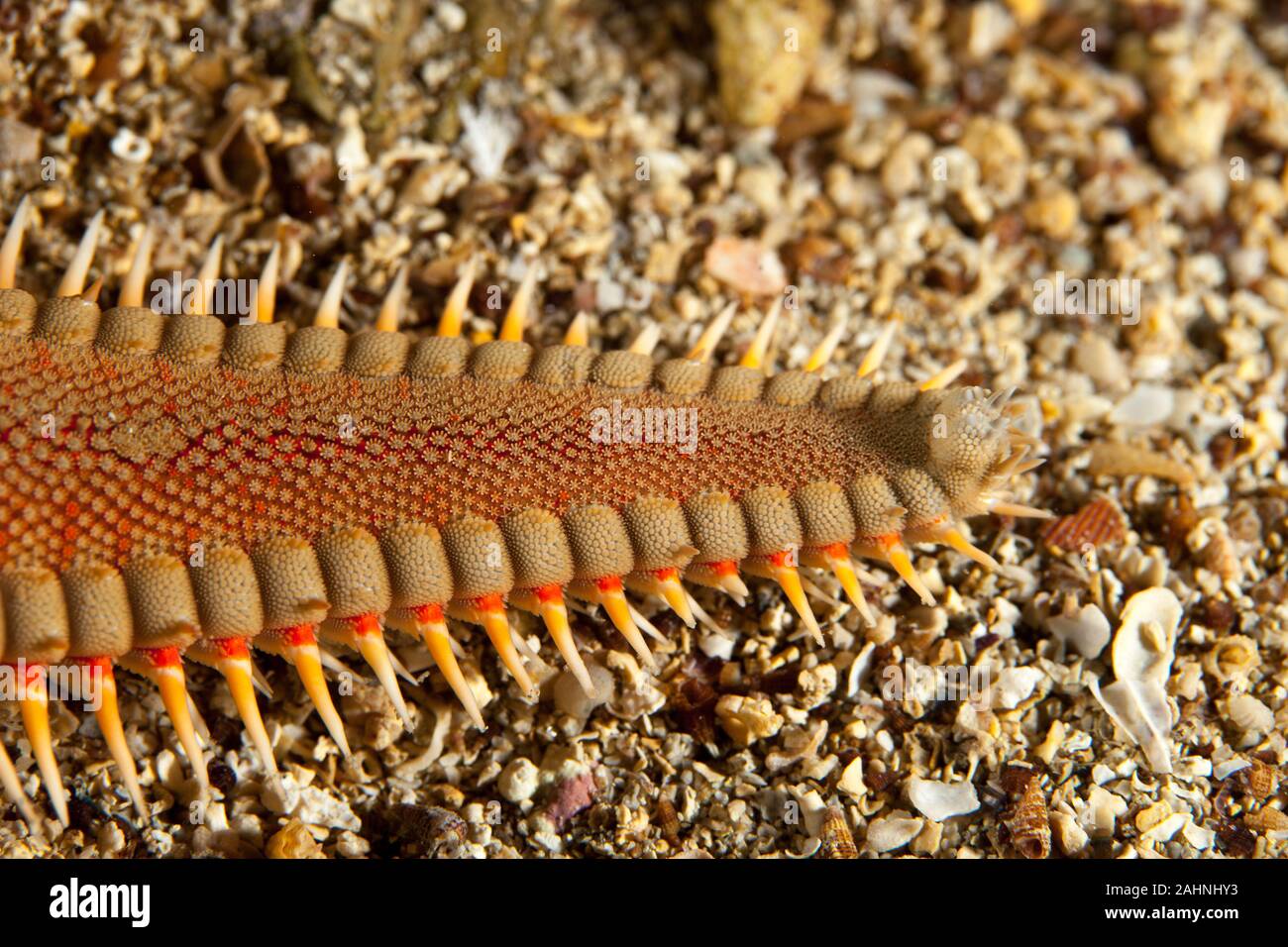 Starfish or sea stars are star-shaped echinoderms belonging to the ...