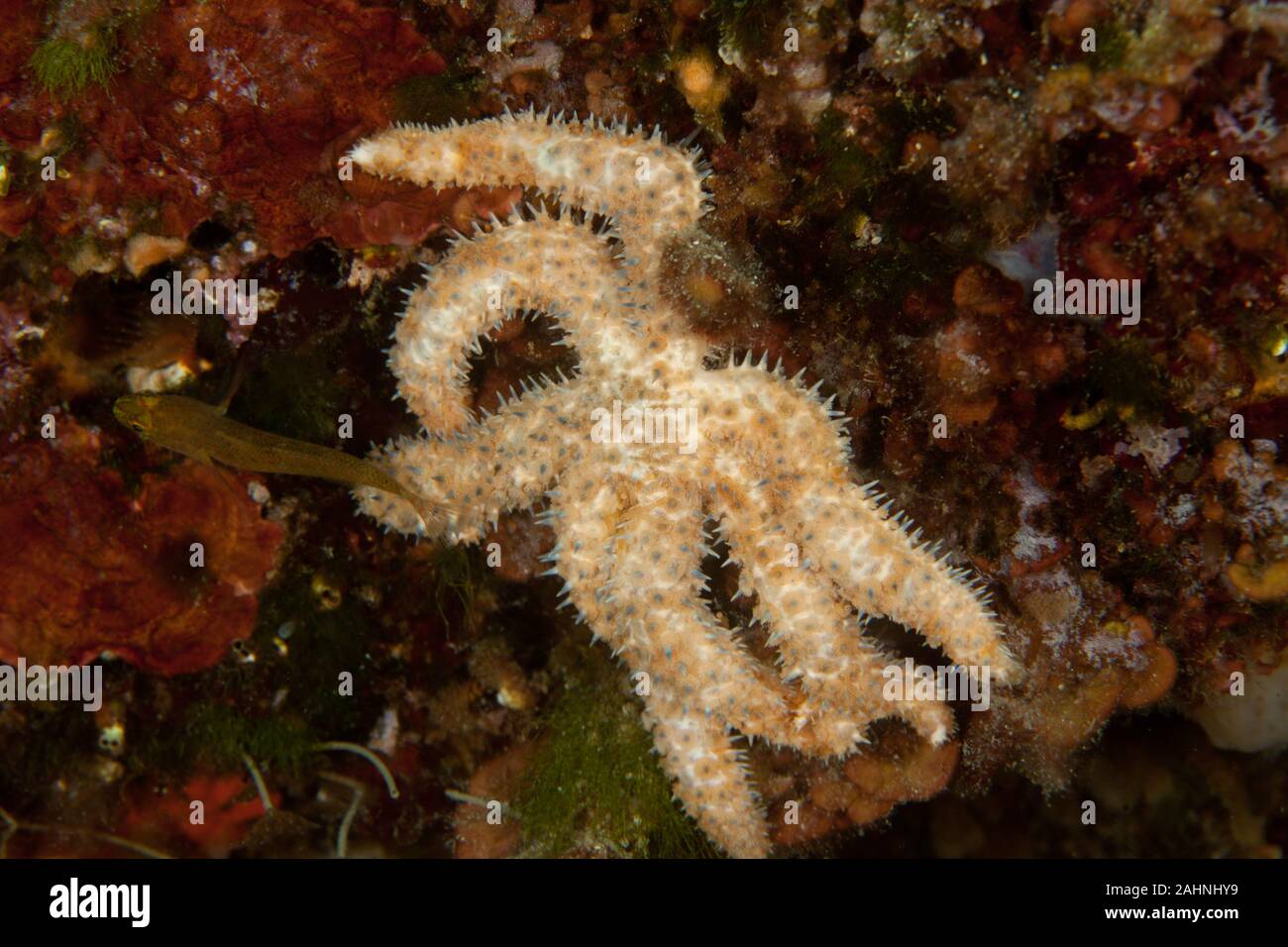 Starfish or sea stars are star-shaped echinoderms belonging to the ...