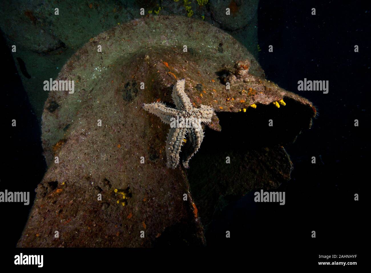 Starfish or sea stars are star-shaped echinoderms belonging to the ...