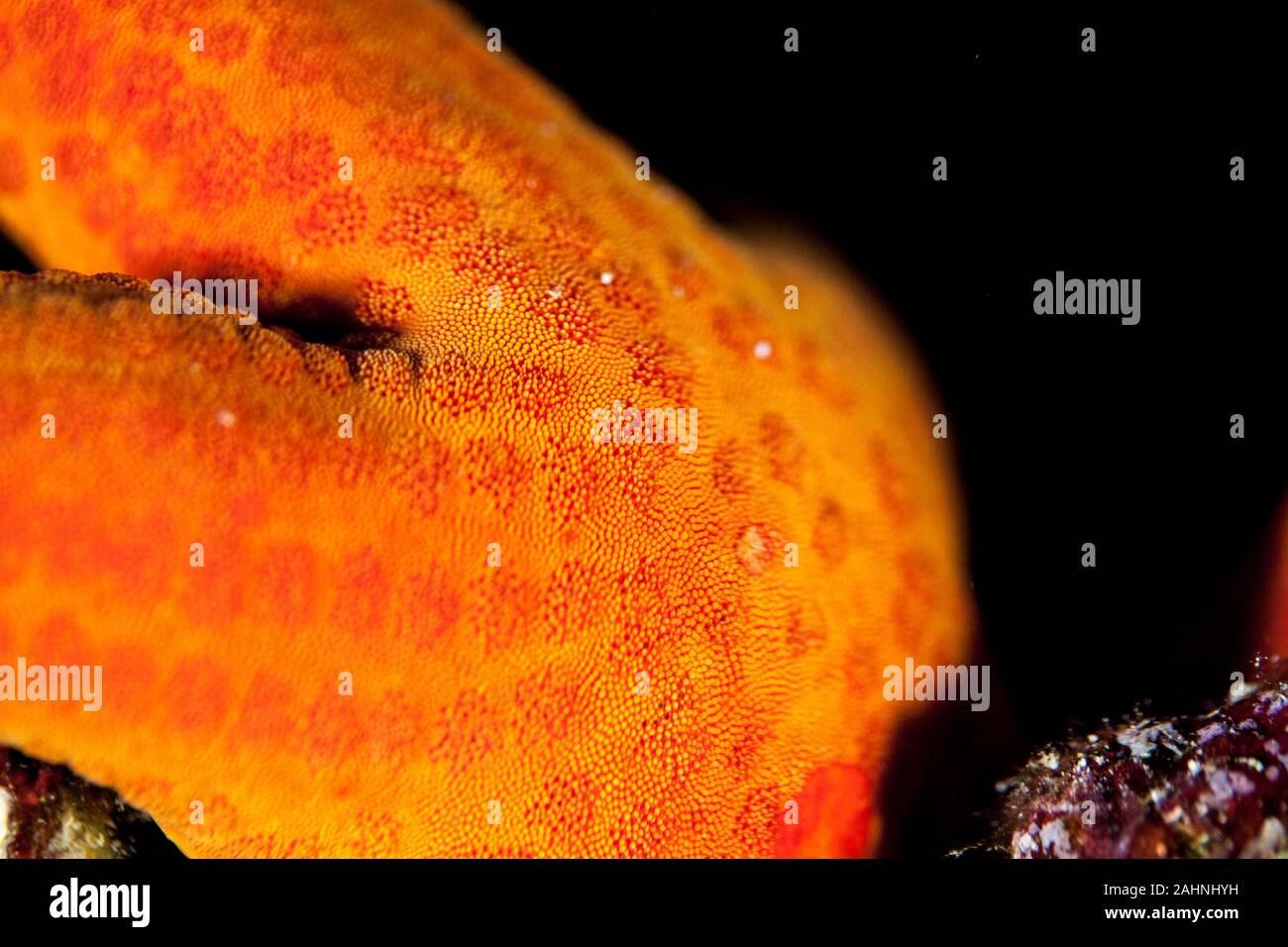 Starfish or sea stars are star-shaped echinoderms belonging to the ...