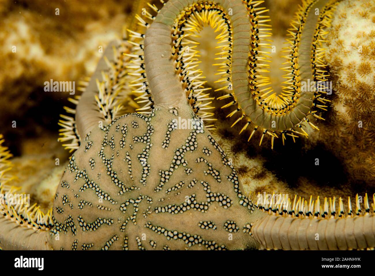 Starfish or sea stars are star-shaped echinoderms belonging to the ...