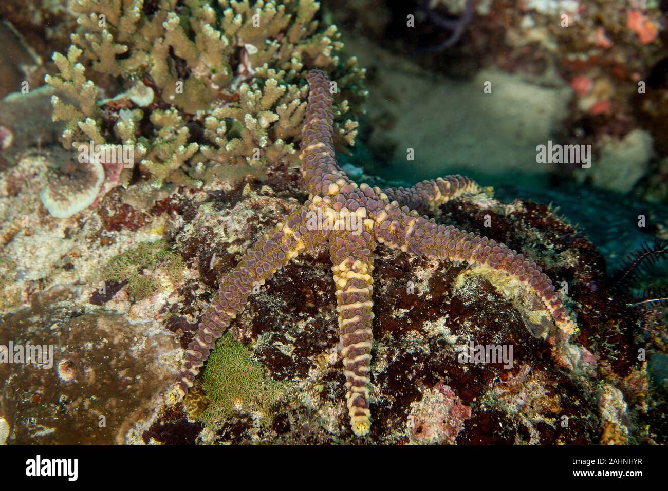 Starfish or sea stars are star-shaped echinoderms belonging to the ...