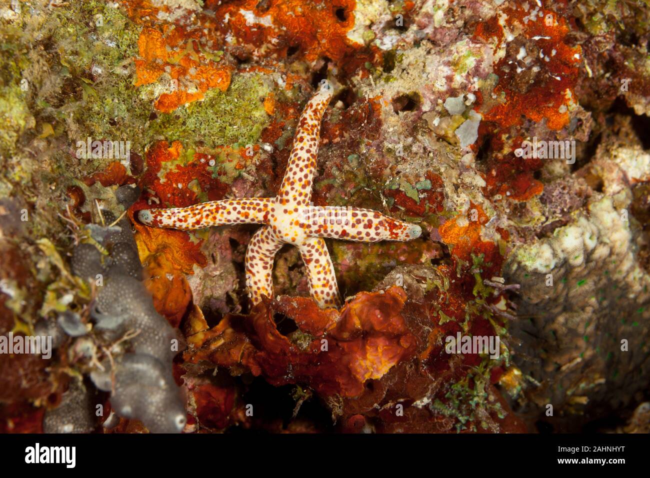 Asteroidea class hi-res stock photography and images - Alamy