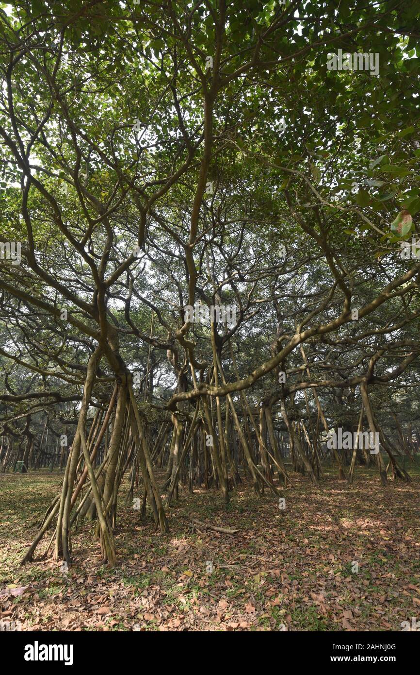 The Great Banyan (Ficus benghalensis) tree at the AJC Bose Indian ...