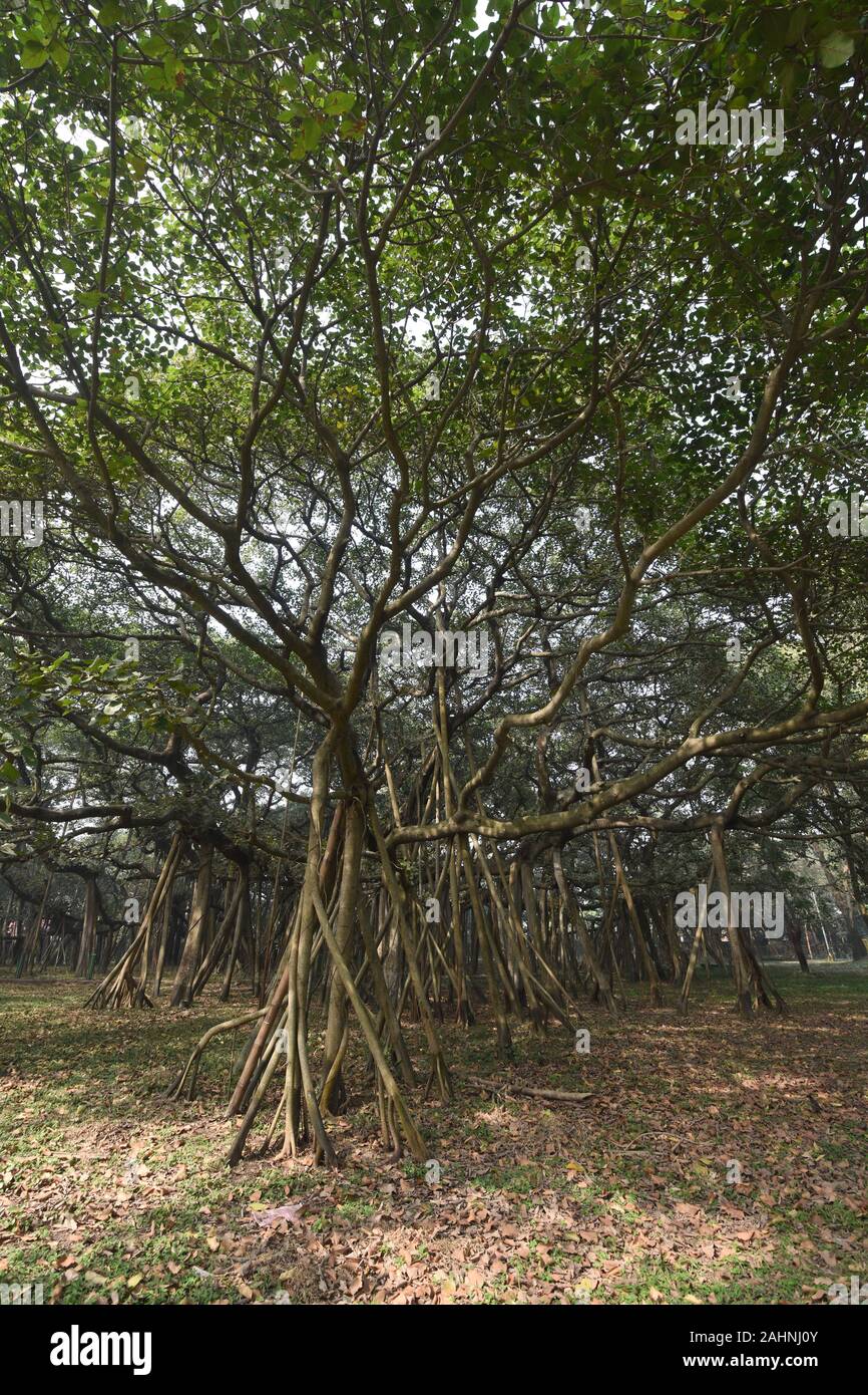 Kolkata banyan tree hi-res stock photography and images - Alamy