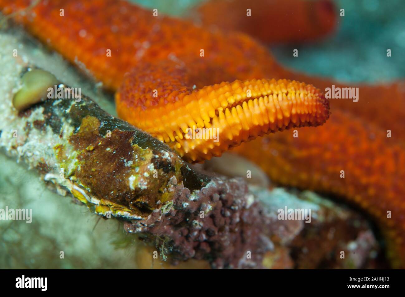 Starfish or sea stars are star-shaped echinoderms belonging to the ...