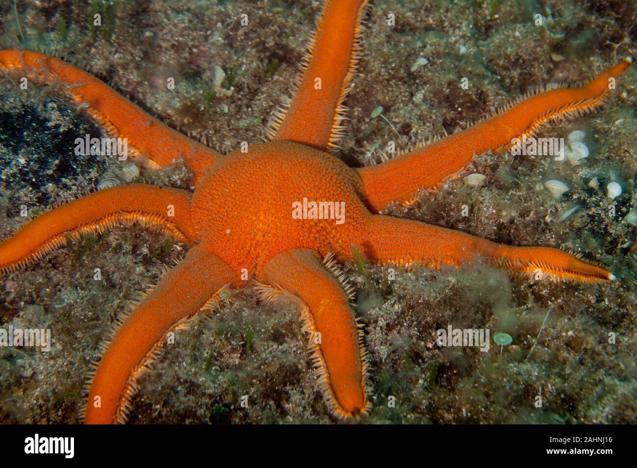 What Class Is A Starfish