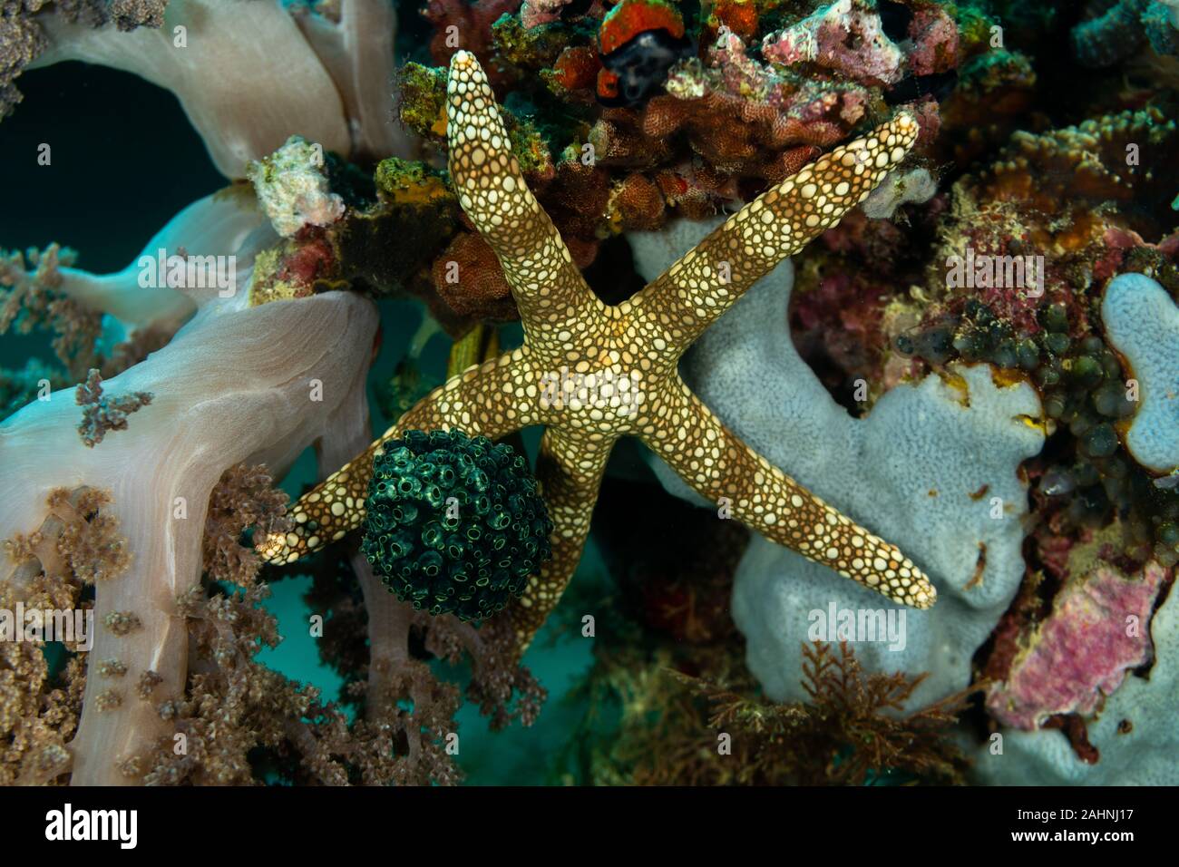 What Class Is A Starfish