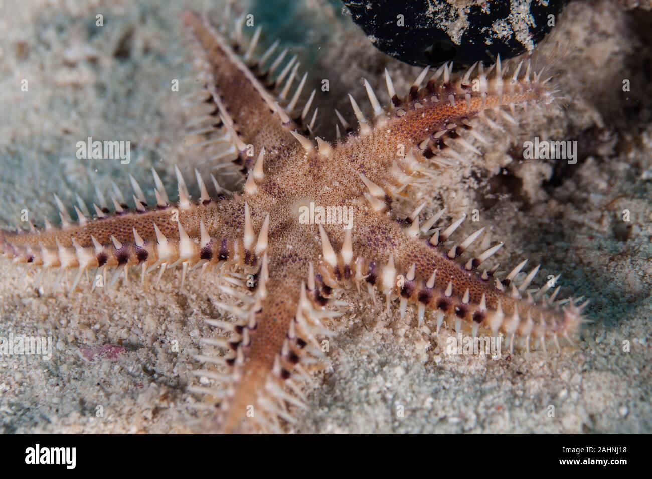 Starfish or sea stars are star-shaped echinoderms belonging to the ...