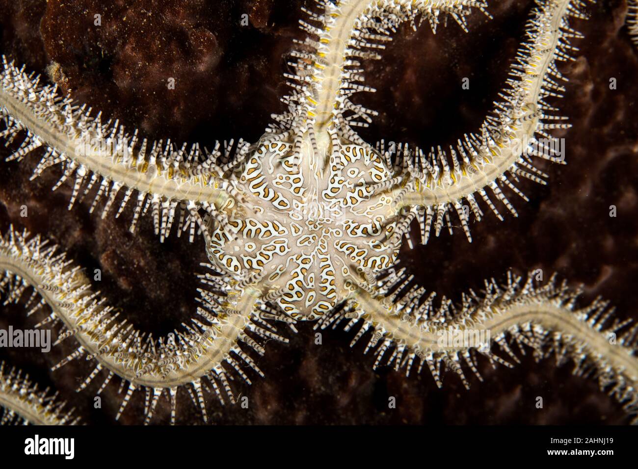 What Class Is A Starfish