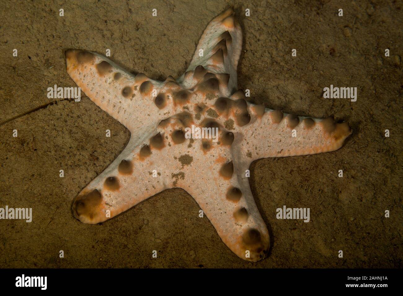Starfish or sea stars are star-shaped echinoderms belonging to the ...